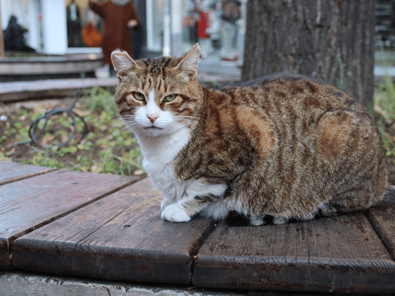 Bulgaria “Cats”Travelogue~Plovdiv ~(EN)｜東欧留学中あみ｜note