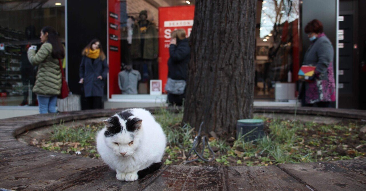 Bulgaria “Cats”Travelogue~Plovdiv ~(EN)｜東欧留学中あみ｜note