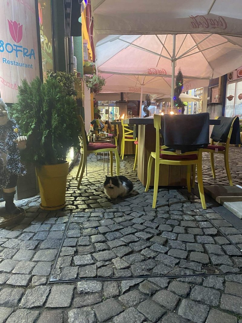 Bulgaria “Cats”Travelogue~Plovdiv ~(EN)｜東欧留学中あみ｜note