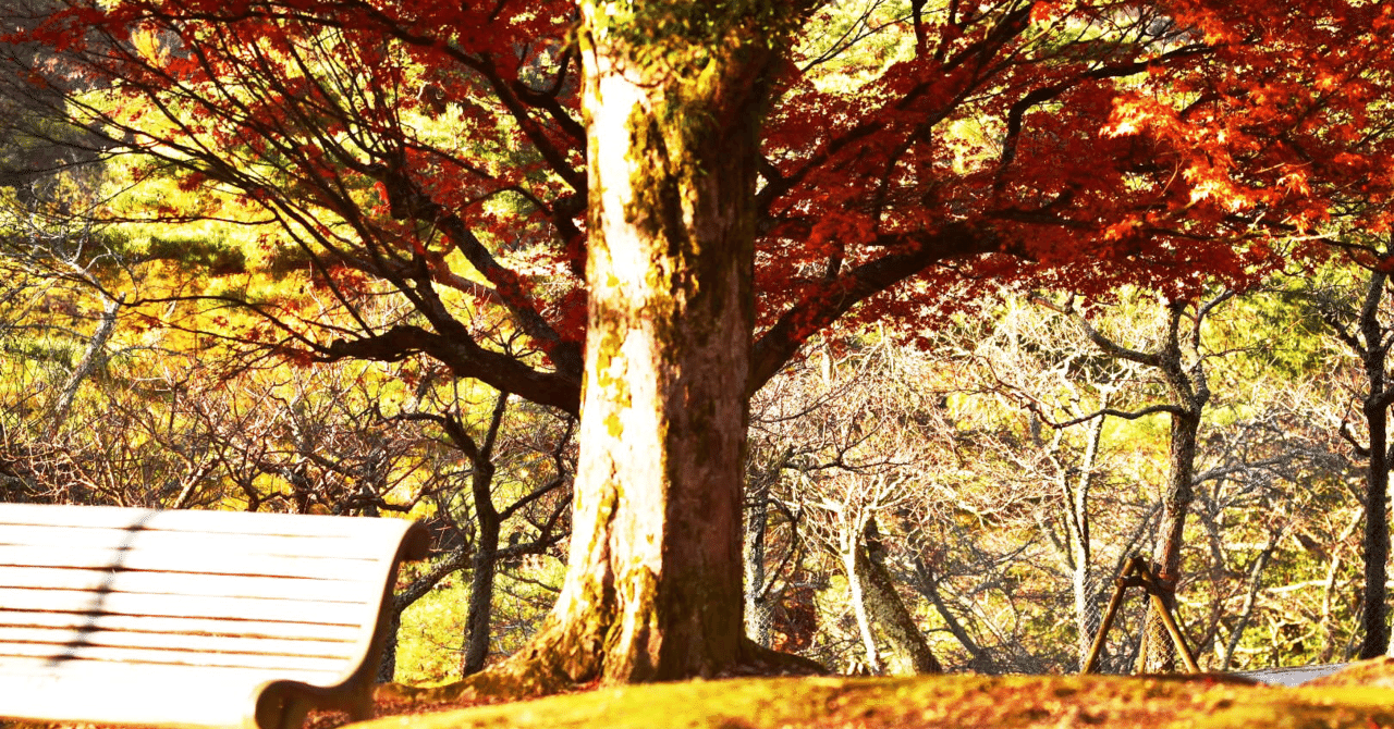 英語学習を楽しもう。｜とげまる（kei wada）