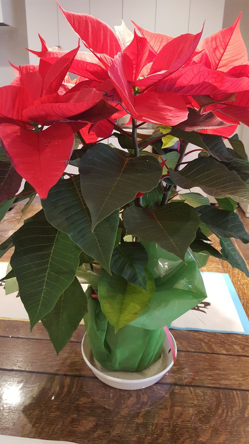 そろそろ…｜銀木犀＜浦安＞｜note