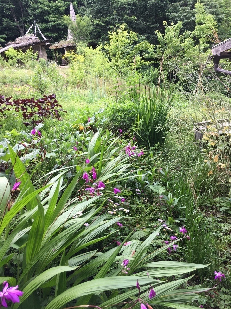 シャンティクティマンダラエディブルガーデン｜shanthi-usui｜note