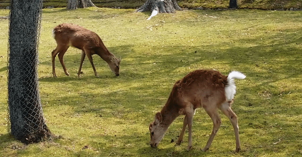 ならまちに住みたい【今抱いてる目標や夢】｜t09_hrk