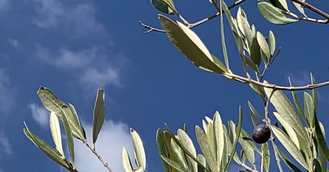 トスカーナ・オリーブの夢 スタートライン｜YUKI OTA｜note