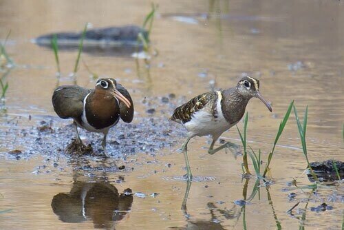 第1875回 シギチ ⑵｜翆野 大地