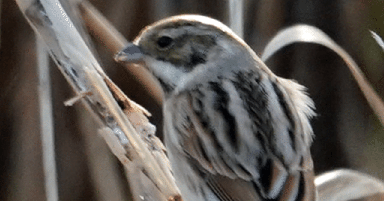 2022.1.3 探鳥｜Chacoder｜note