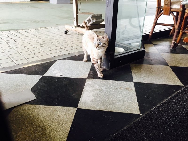 わたしと猫｜reiko_befree｜note