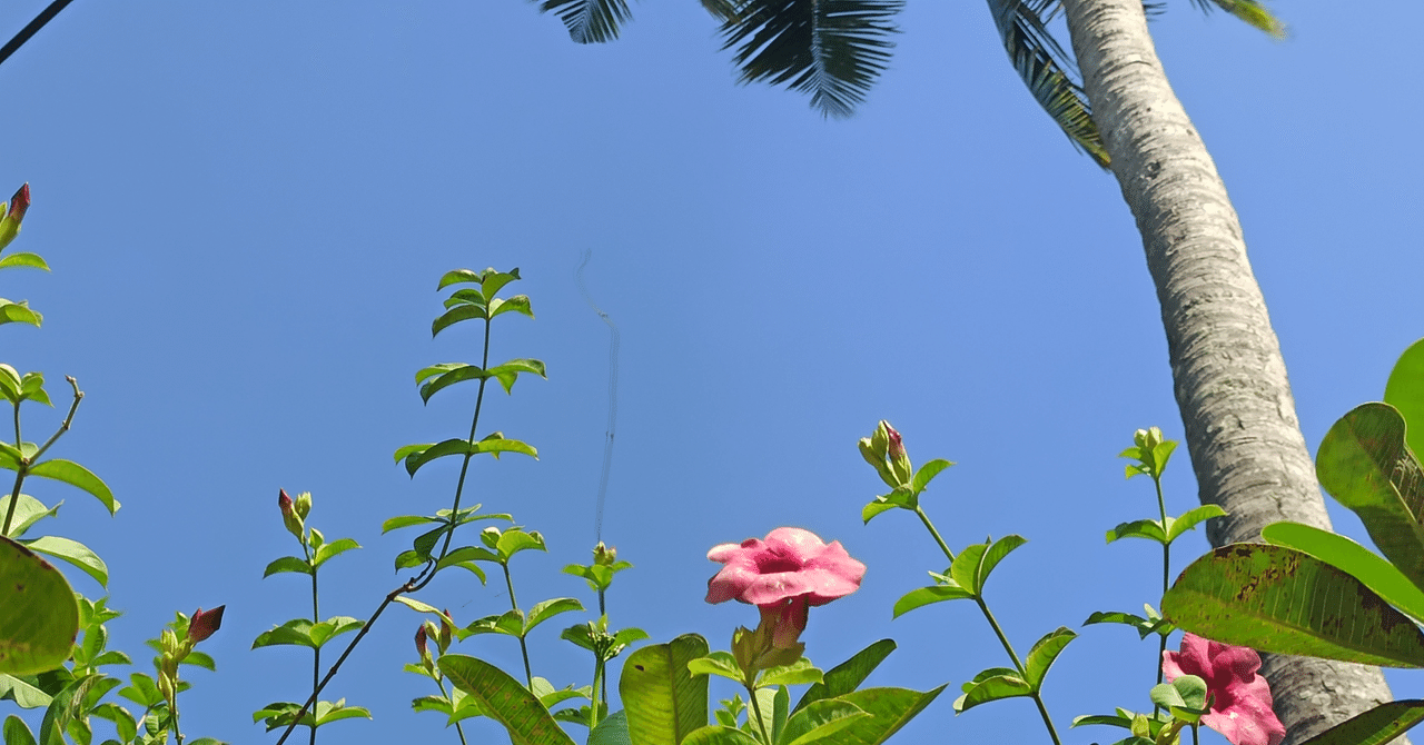 英語の勉強のこと｜J M Chieko｜note