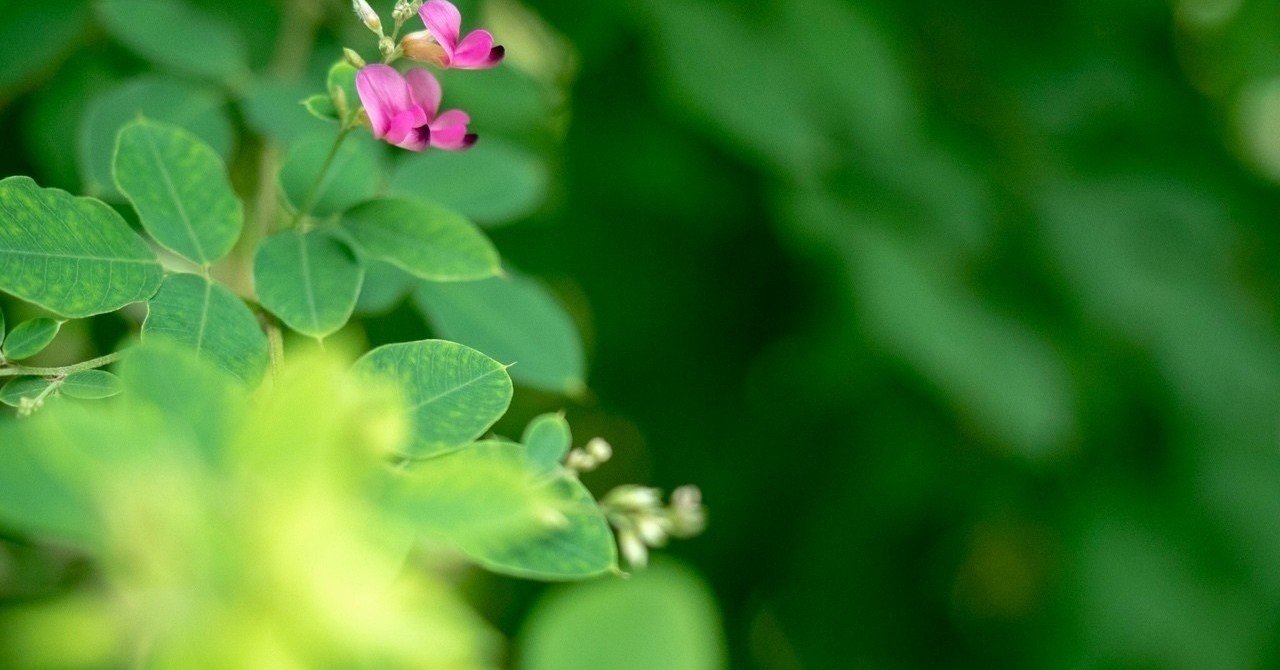 フォトコンテストに惹かれない｜Nehira｜ Photowalker