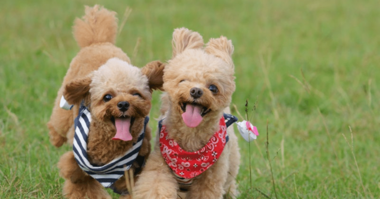 いつも笑顔で、やりきる自分になりたい【ことしはどんな自分になっていたい？】｜t09_hrk｜note