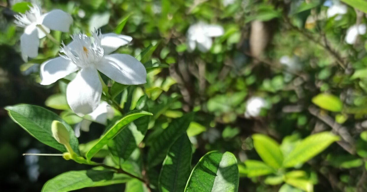 夢のこと｜J M Chieko｜note