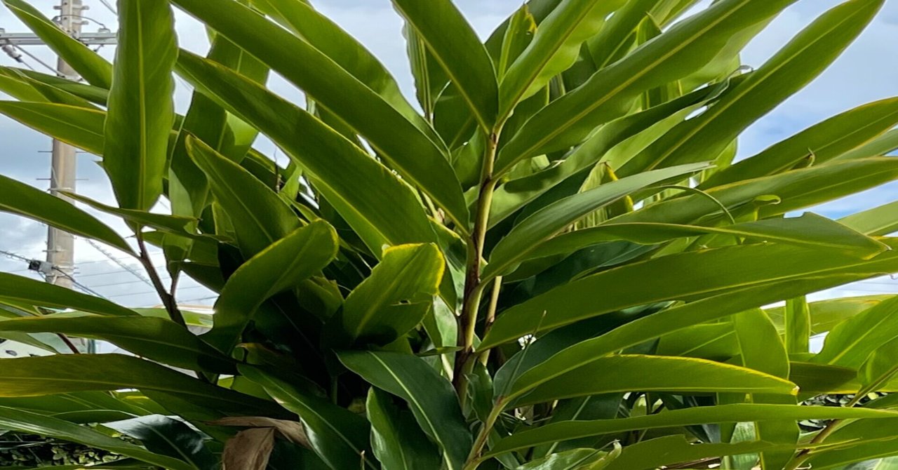 今日は鬼餅(ムーチー)｜38gi.ryu｜note