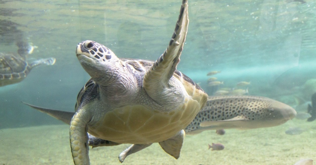 ちょっとシドロモドりそうだな｜flotsambooks｜note