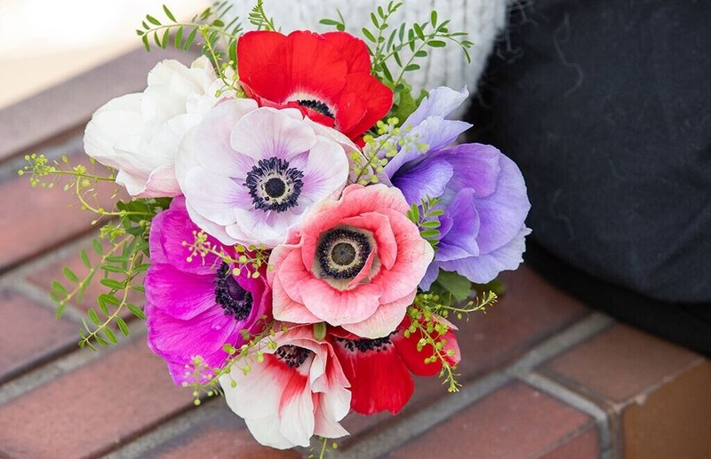 【Anemone アネモネ】ミステリアスな美しさ。｜フラワースクール hana-kichi｜note