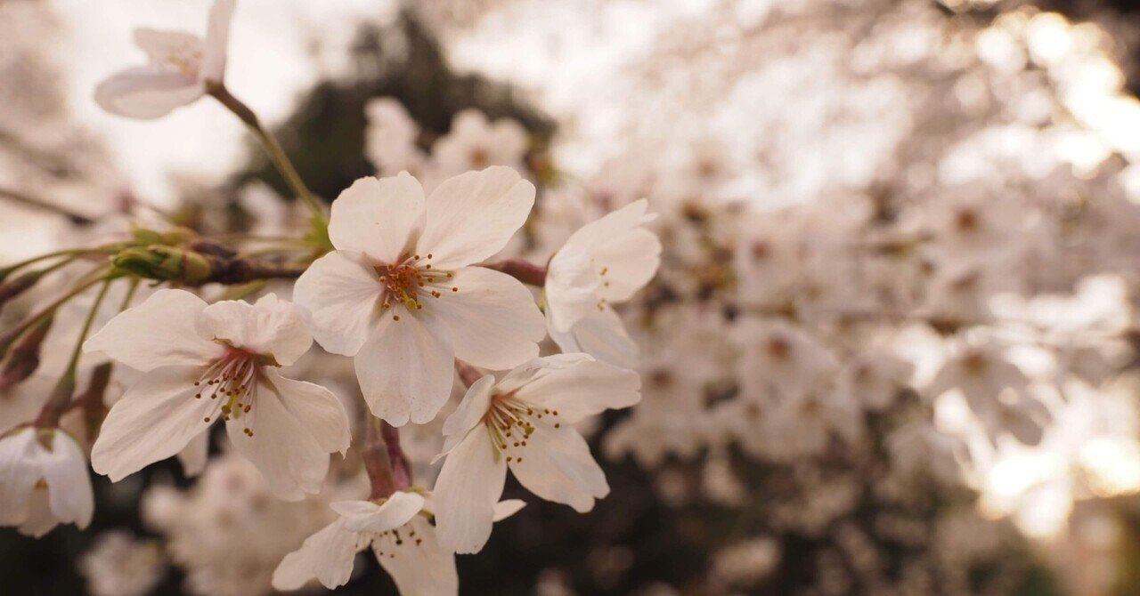 Silly Ally 2｜FouFou｜note