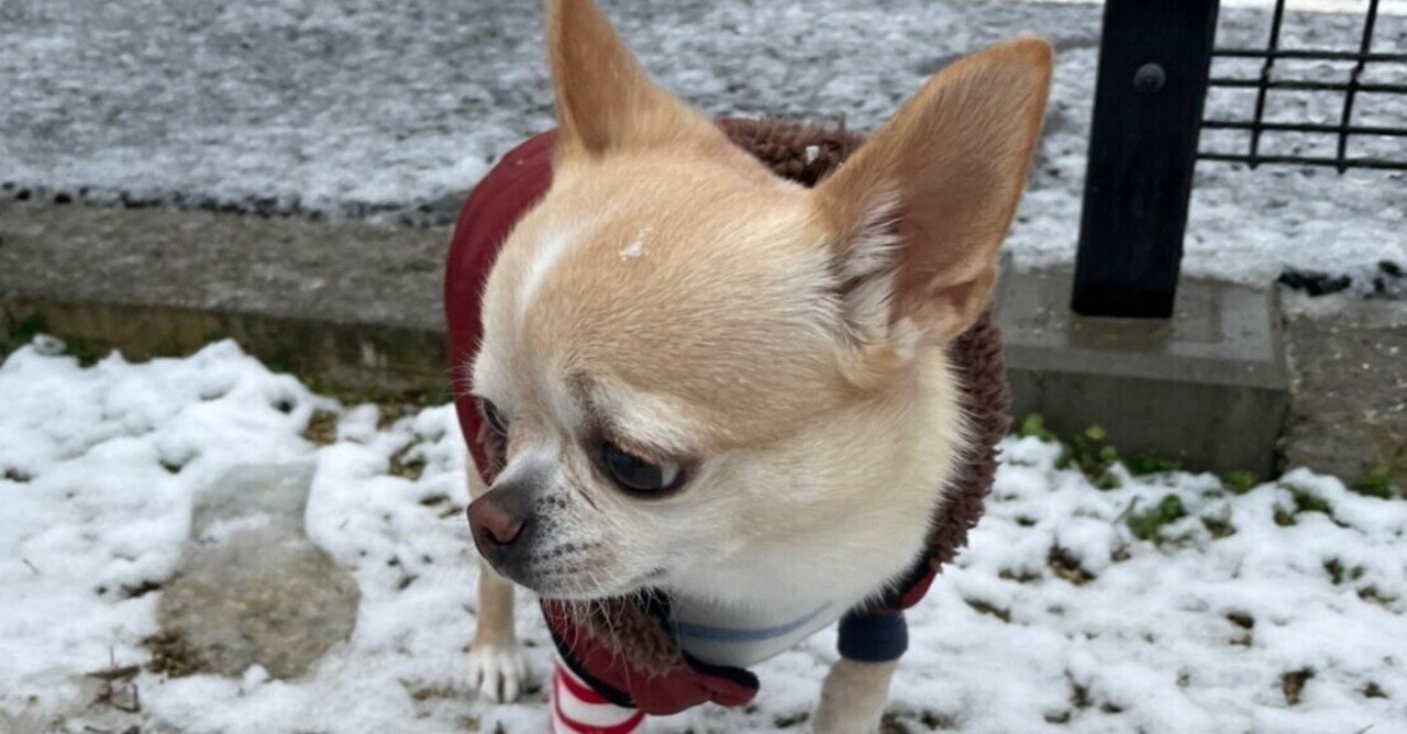 不安とストレス(スマホ脳♯1)｜稲葉修土 Shuto Inaba