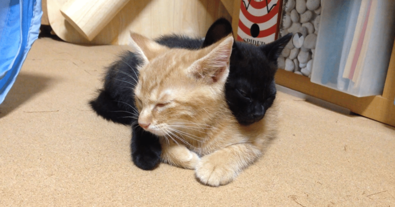 猫と人間の年齢換算｜Nekonote Niku Q｜note