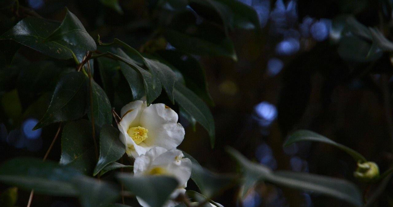 ㉛冬の彩り｜Daichi Okamoto｜note