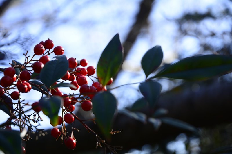 ㉛冬の彩り｜Daichi Okamoto｜note