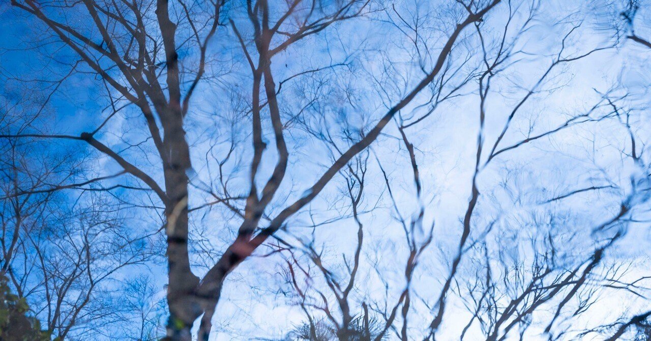 融けていく風景 (reflection/distortion_tree_07)｜ぷらいまり。