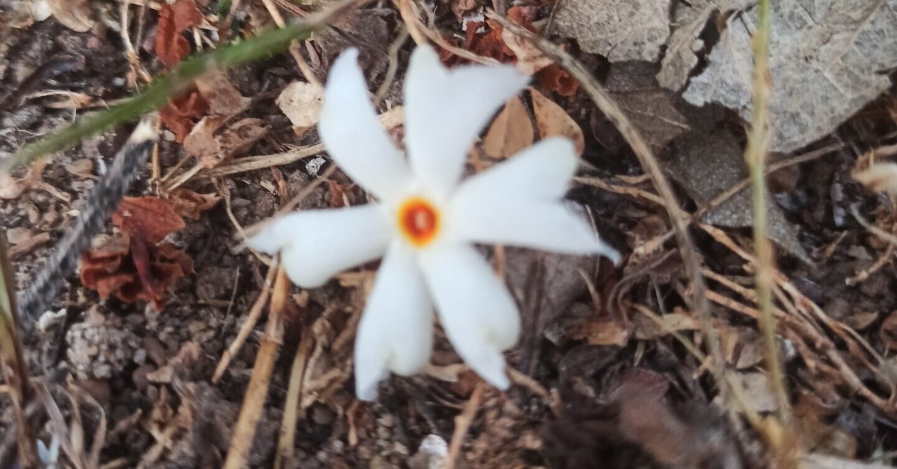 秘書力のこと｜J M Chieko｜note