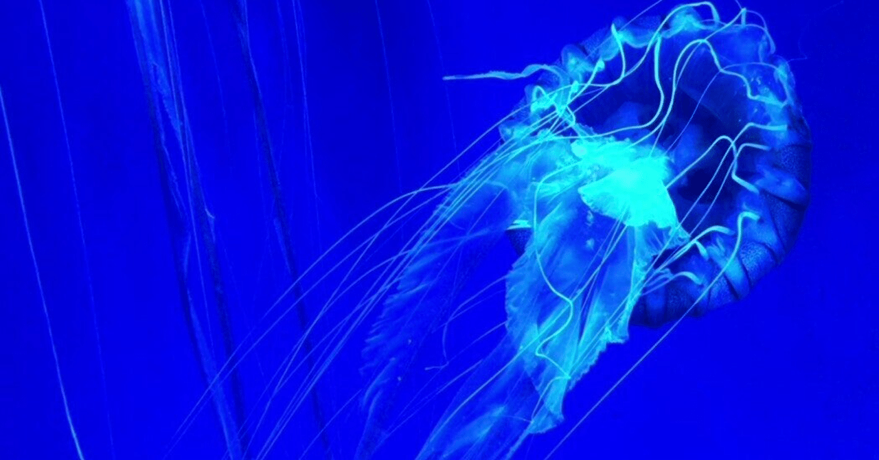 【DIARY 20220116】総量｜YAFUMI｜note