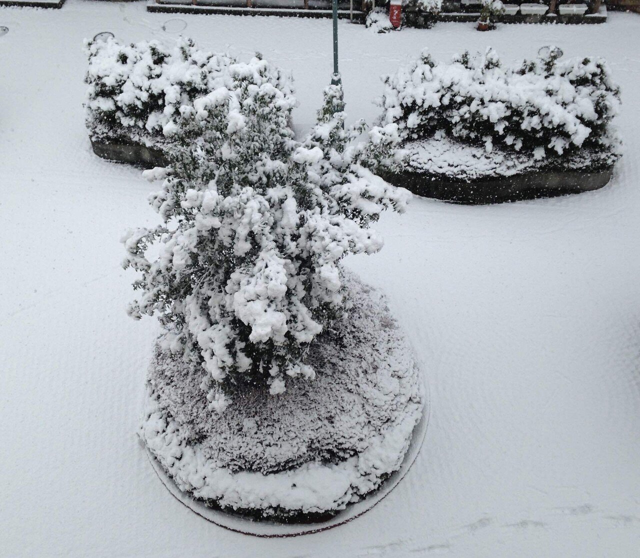 #ささはい 本日、1月20日24時まで 投句募集しております。 やさしさの風になって、一緒に冬の俳句を楽しみましょう https://note.com/ws85/n/nb4da56c71｜ひろ生