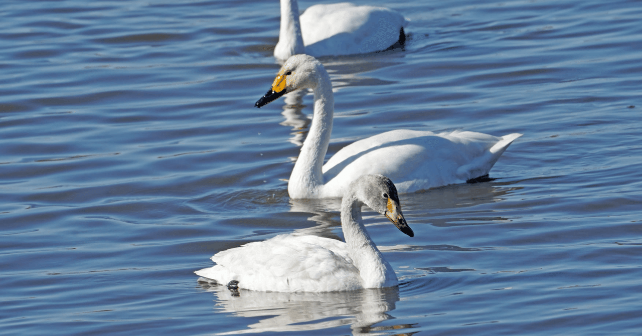 【野鳥】1月22日 探鳥｜Chacoder