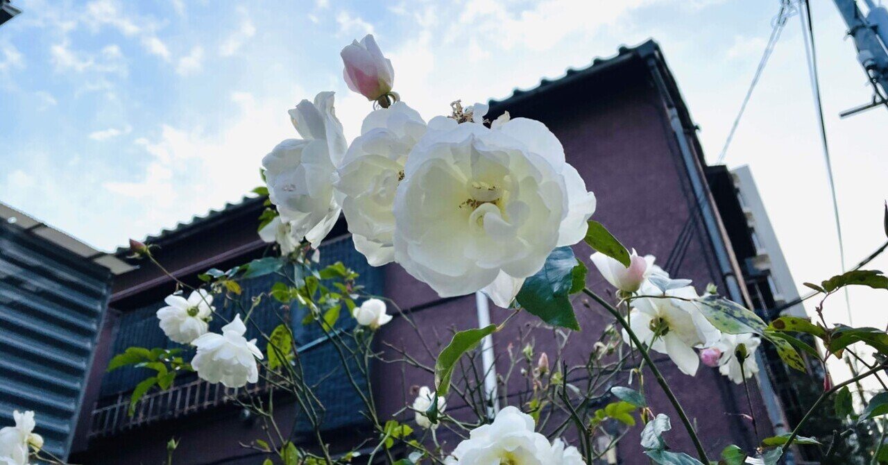 淡々な養蜂活動【養蜂生活283日目】｜yabusan（823）｜note