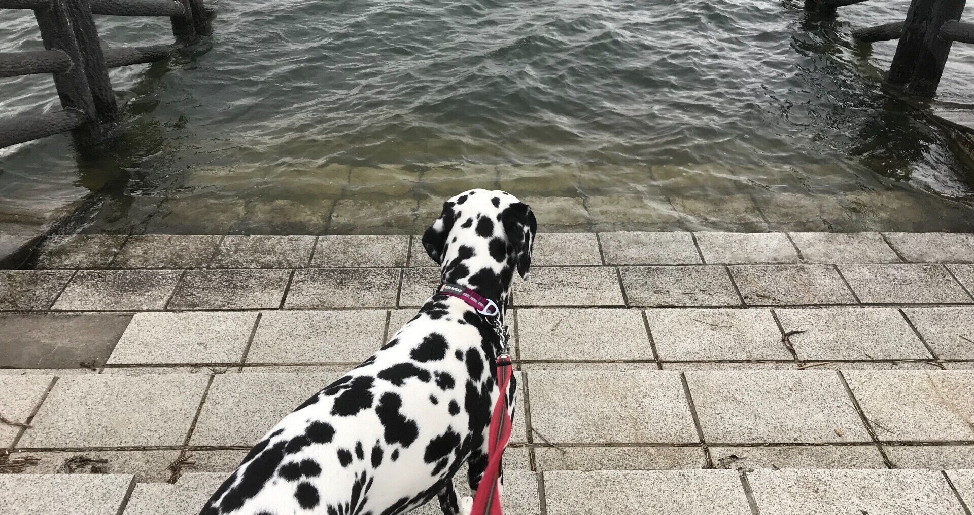 Akemi Maruyama／コピーライター｜note