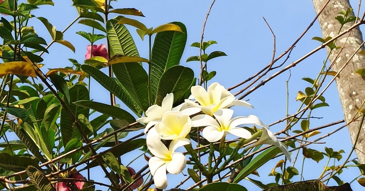 子離れのこと｜J M Chieko｜note