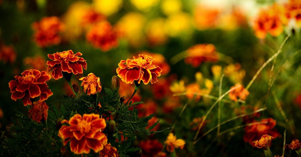 ㉝あ゛... chromebookと写真の話｜Daichi Okamoto