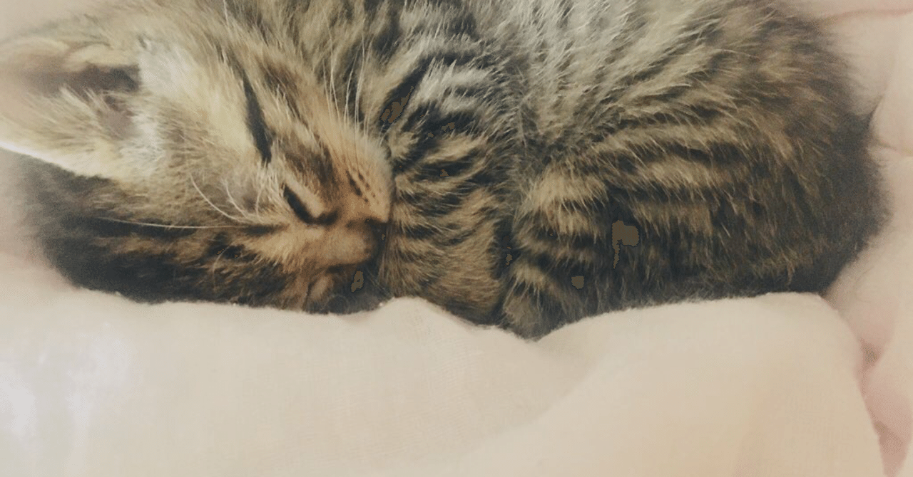 『ちゃんと』 する方が｜yu+