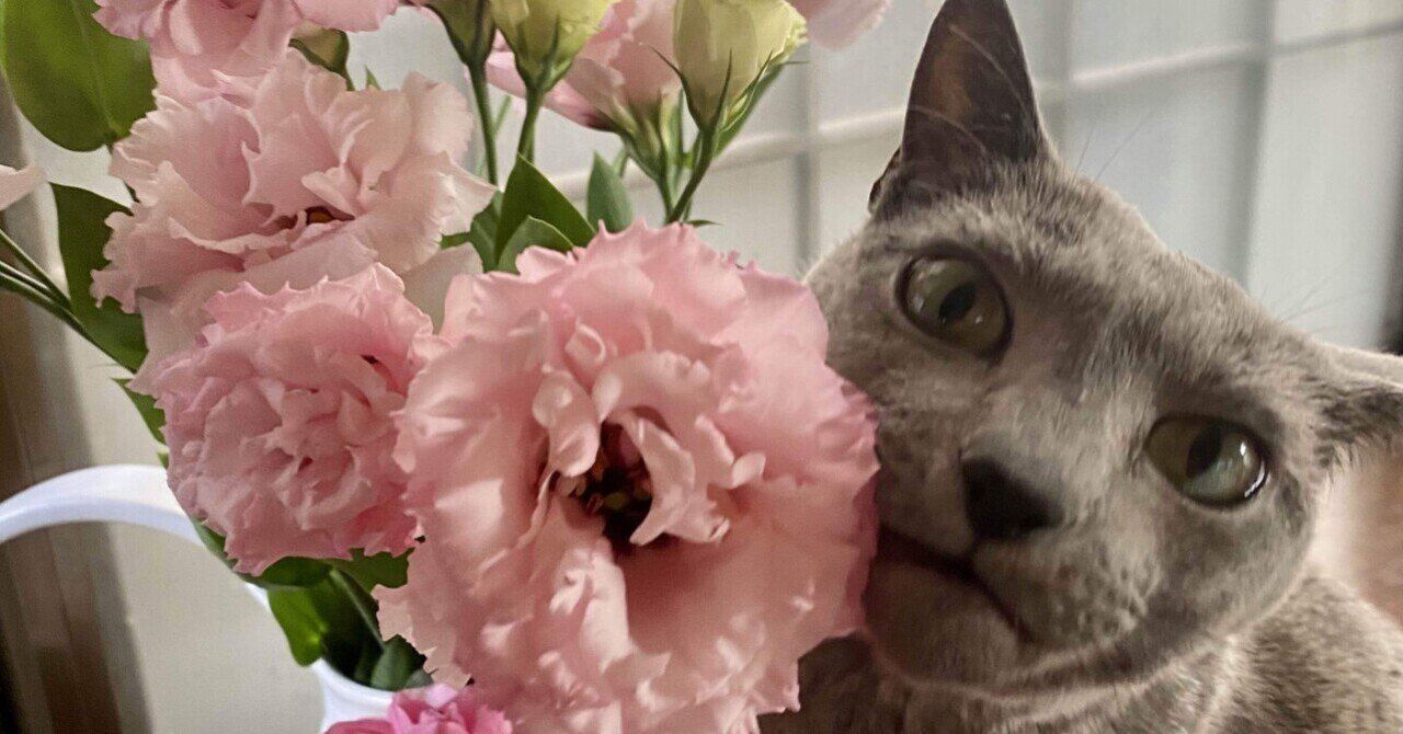 息子の最近ついて。キッズとハッピータイム🤍｜Mrs Charming