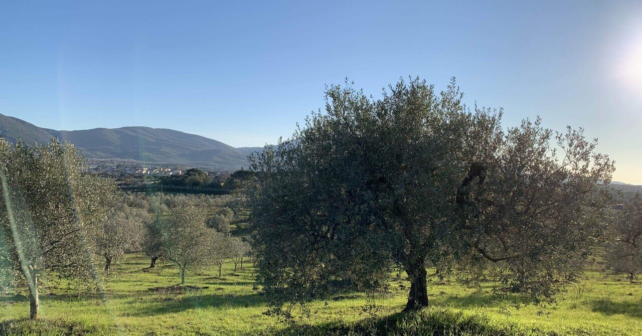 OLIVE DELLA YUKI 剪定と断捨離｜YUKI OTA｜note