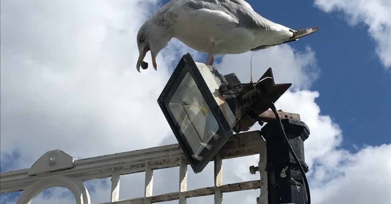 写真ゼミ感想｜Koka｜note