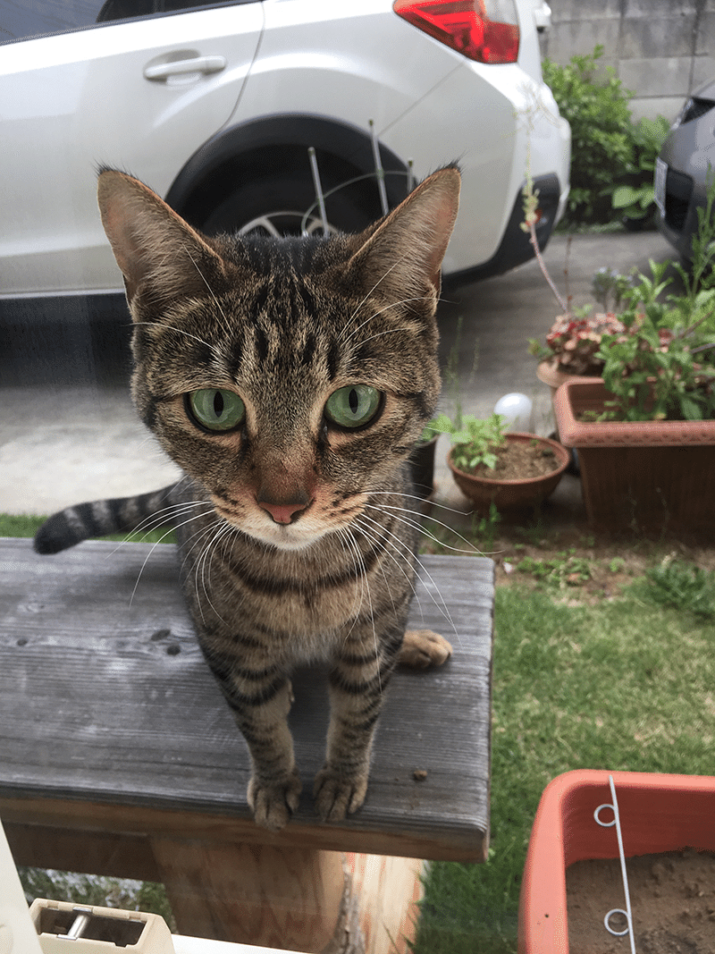 迷い猫の探し方｜nikkei_pr