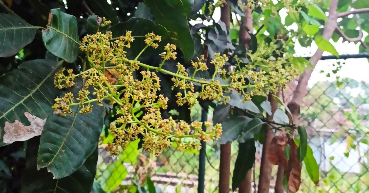 鏡のこと｜J M Chieko｜note