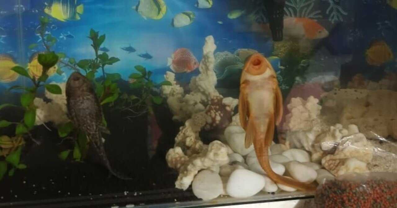 Janitor Fish. The JR (Big brown fish), baby JR 1 and baby JR 2 (2 other ...