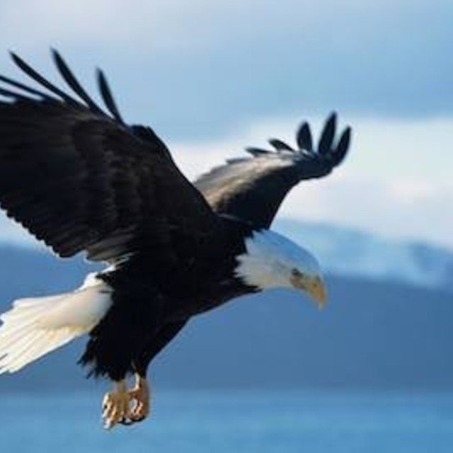 『御翼の陰に』｜Atsushi Kanda