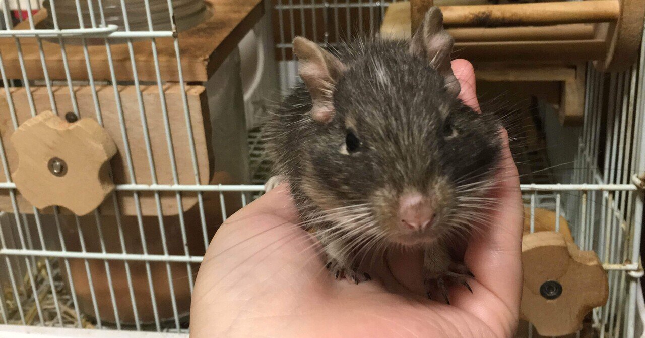 里子デグーをお迎えすることになった話｜mitsu