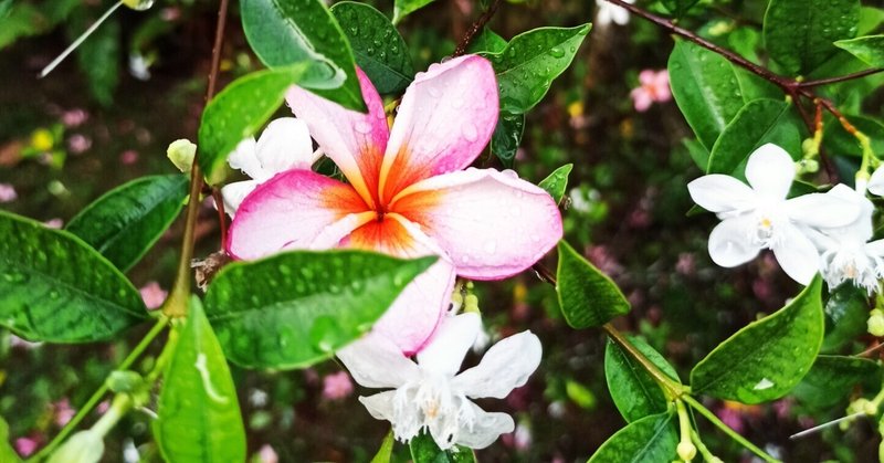 気持ちを立て直すこと｜J M Chieko｜note