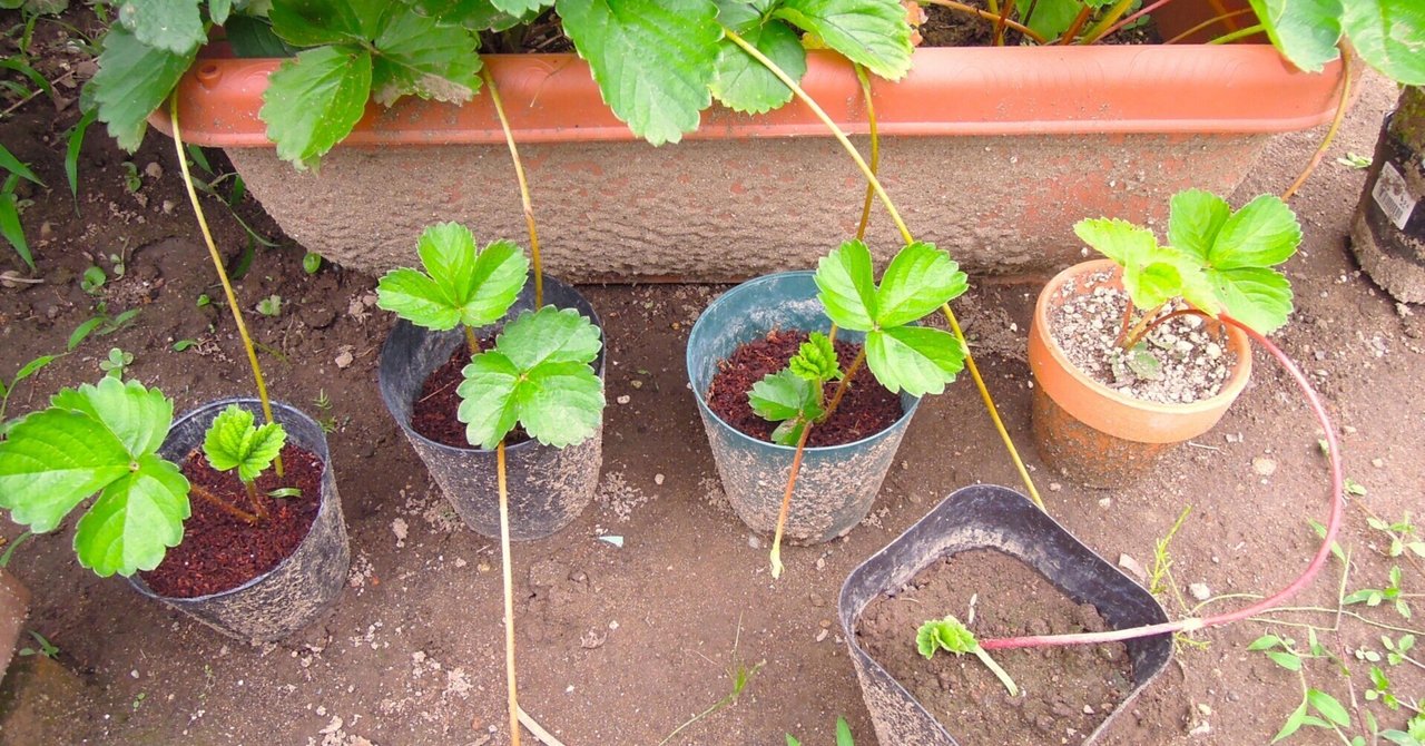 欠かさずに毎年いくのは、、、 vol.288｜Tsukasa Igarashi｜note