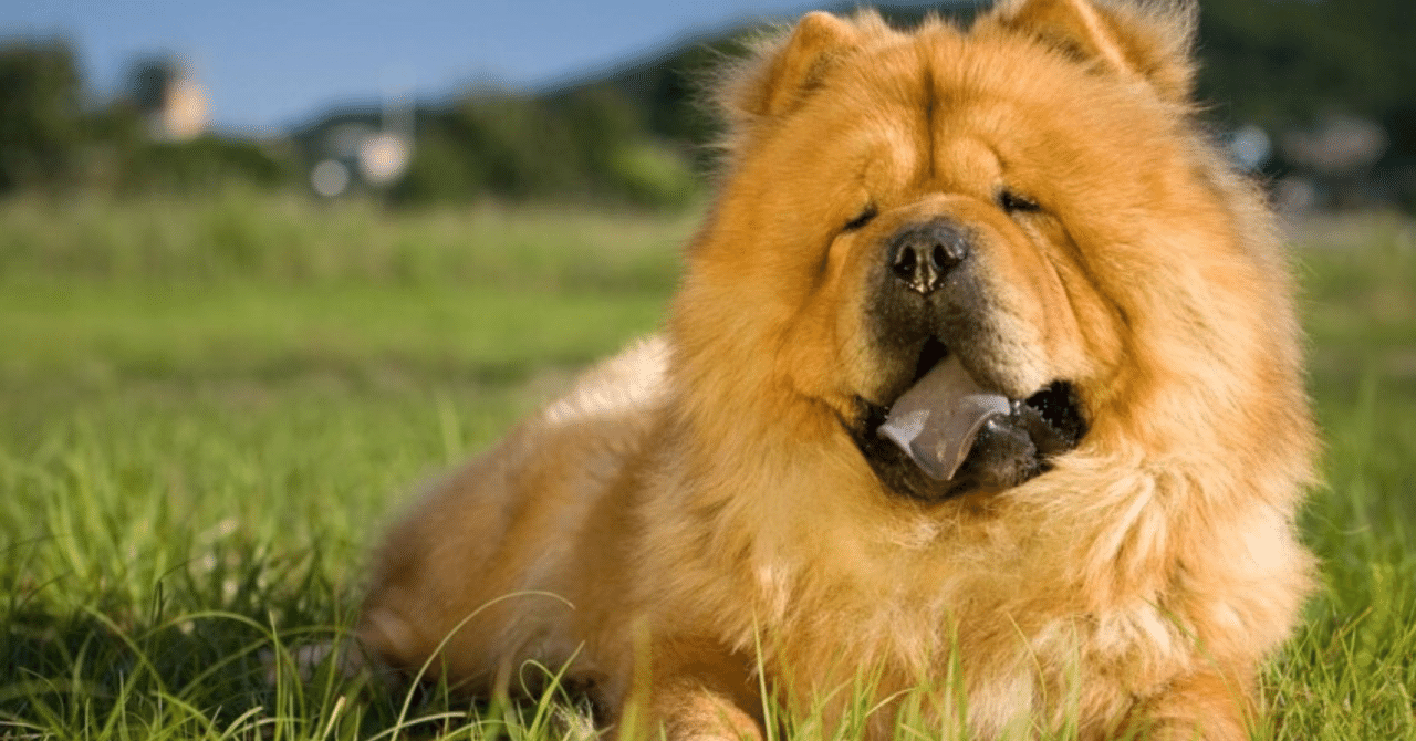 僕たちRiot! 【Introduction】｜Keisuke Kitagawa