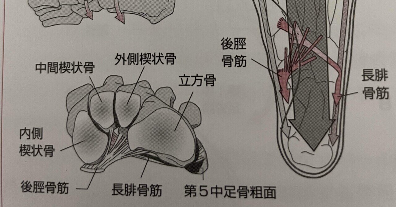 足部外在筋 解剖(TA、EHL、EDL)｜みつぼう