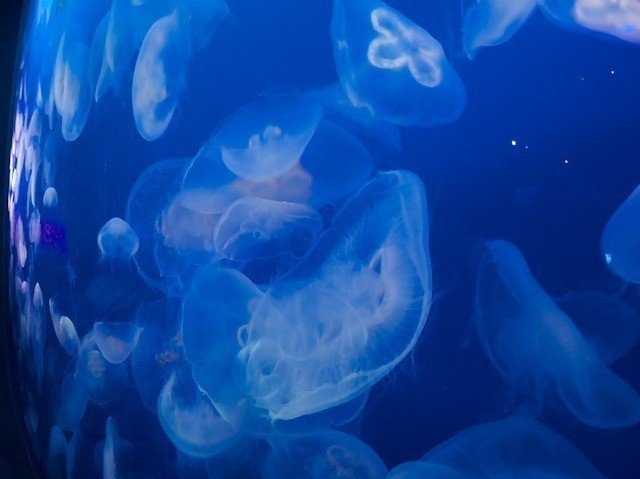 江ノ島水族館にて2｜Hiroki Terashima