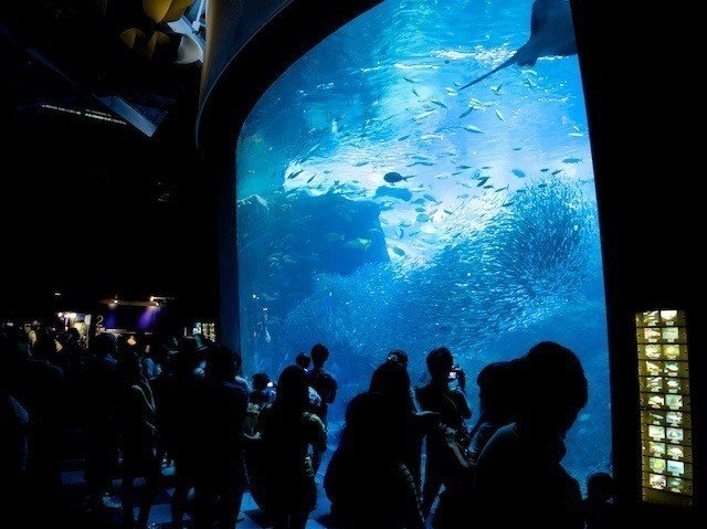 江ノ島水族館にて2｜Hiroki Terashima