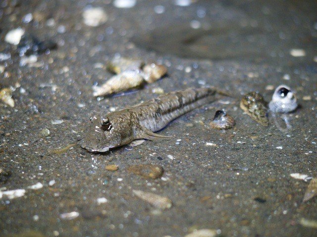 江ノ島水族館にて2｜Hiroki Terashima