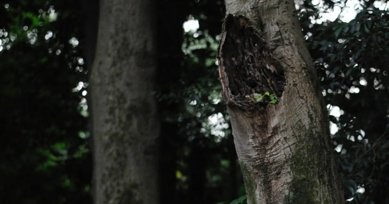It is not a choice between two, but a continuous flow.｜渡来 徹 | 花道家