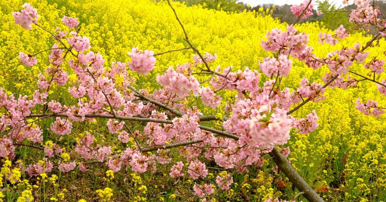 佐礼谷の黄色い丘｜utsuno｜note